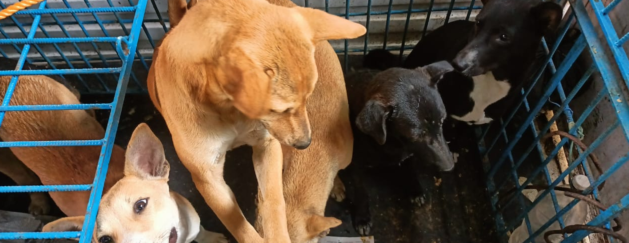 Animals First Aid (AFA) - Caring for all, leaving no one behind.