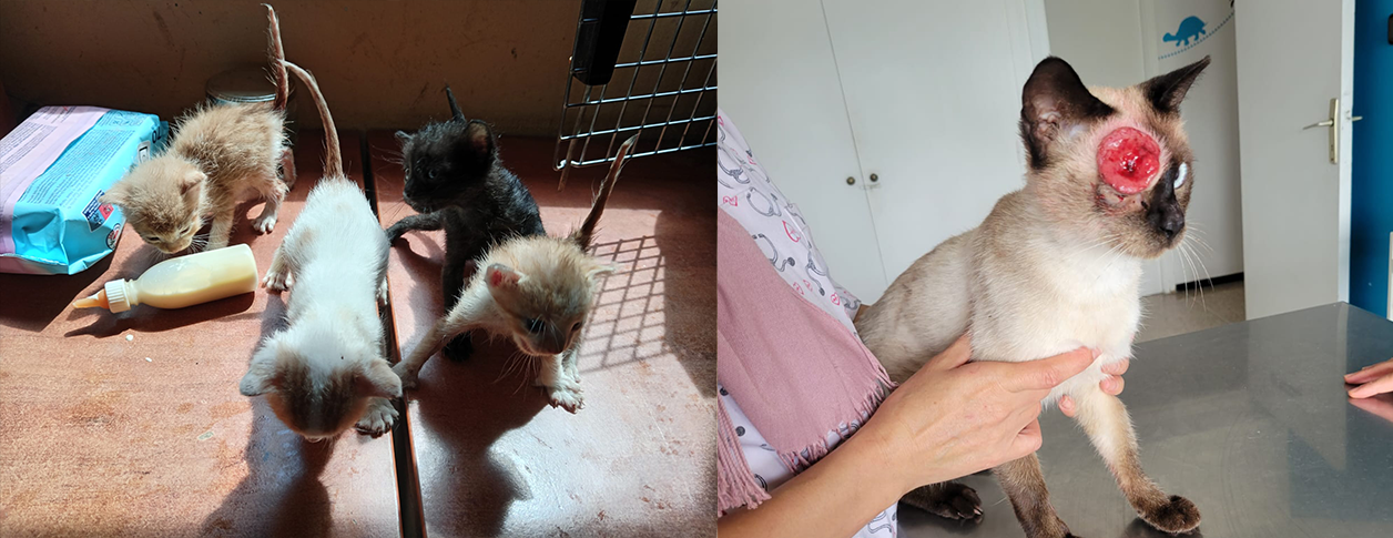 Animals First Aid (AFA) - Caring for all, leaving no one behind.