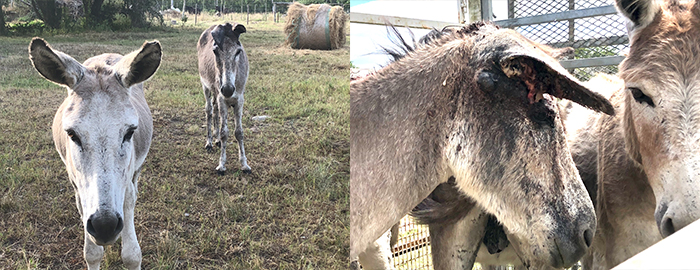 Animals First Aid (AFA) - Caring for all, leaving no one behind.