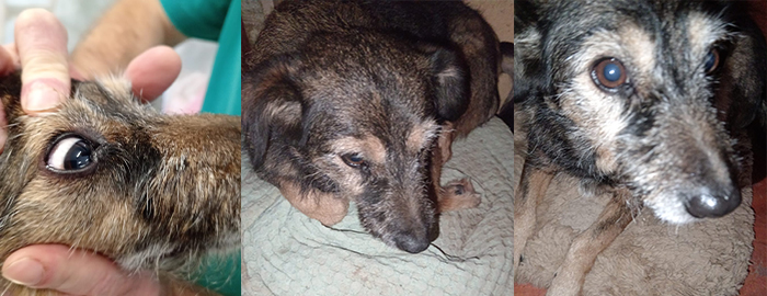 Animals First Aid (AFA) - Caring for all, leaving no one behind.