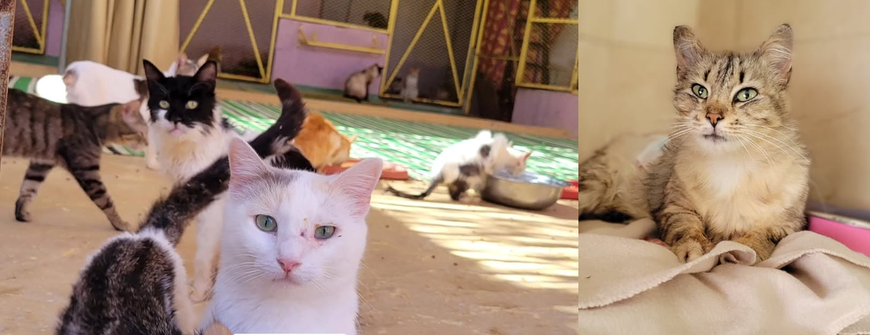 Animals First Aid (AFA) - Caring for all, leaving no one behind.