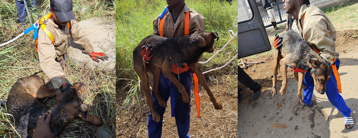 Animals First Aid (AFA) - Caring for all, leaving no one behind.