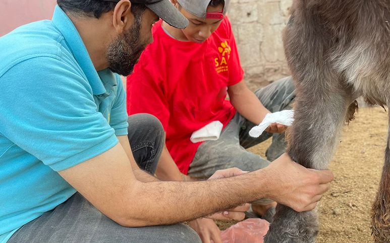 Animals First Aid (AFA) - Caring for all, leaving no one behind.