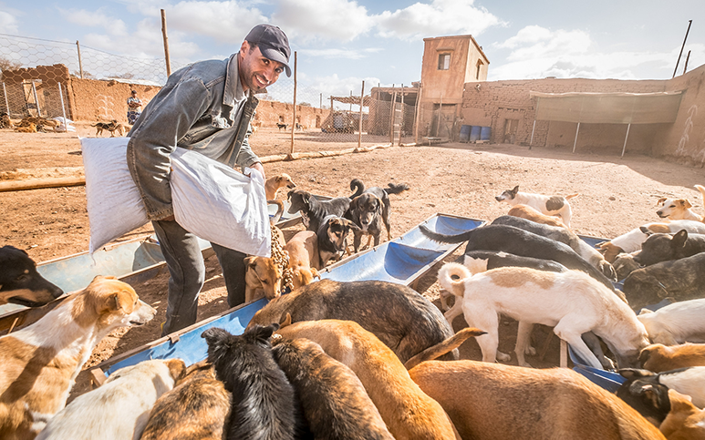 Animals First Aid (AFA) - Caring for all, leaving no one behind.