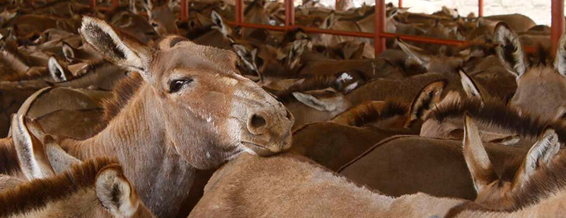 Animals First Aid (AFA) - Caring for all, leaving no one behind.